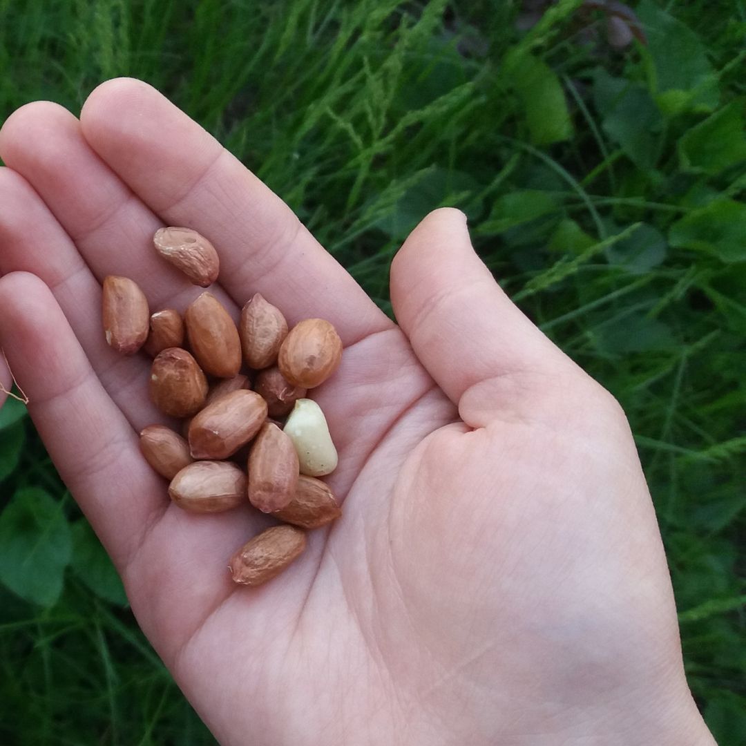 Virginia Peanuts | Gourmet Jumbo VA Peanuts | Virginia Peanut Company